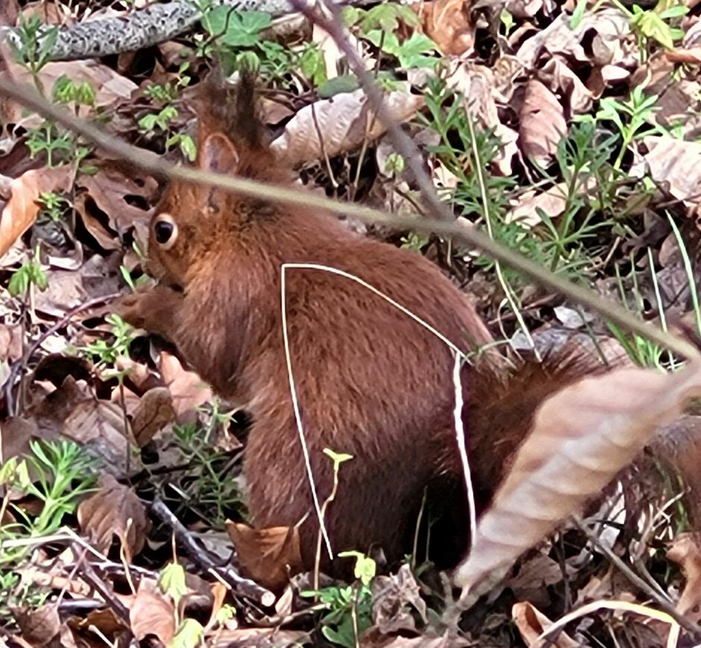 Eurasian Red Squirrel from 78000 Versailles, France on March 19, 2024 ...