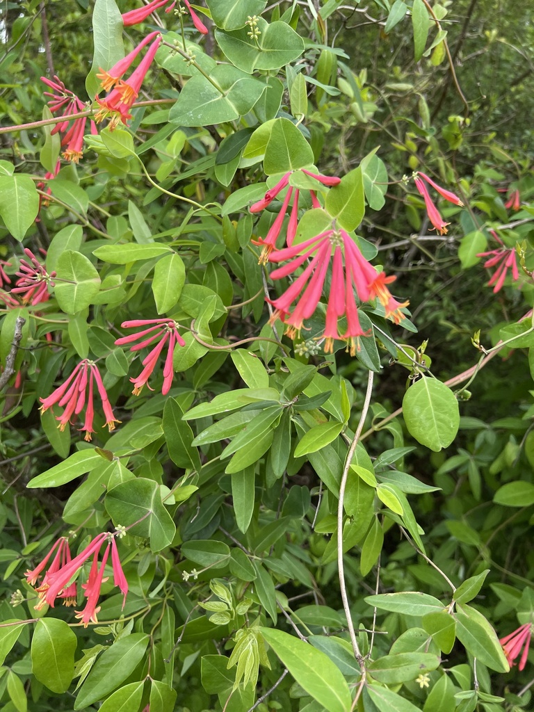 coral honeysuckle from Megan St, Denton, TX, US on March 22, 2024 at 02 ...