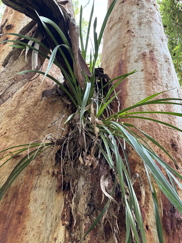Snake Orchid in March 2024 by Mick Drews · iNaturalist