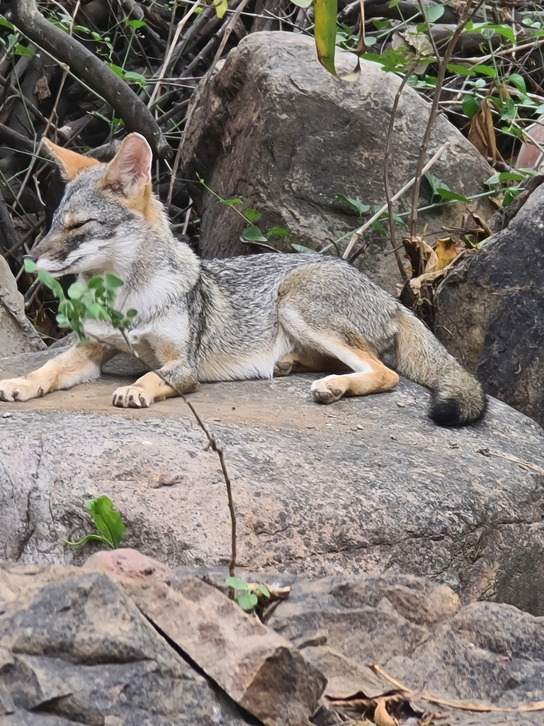 Sechuran Fox in March 2024 by Charlie O'Connor · iNaturalist