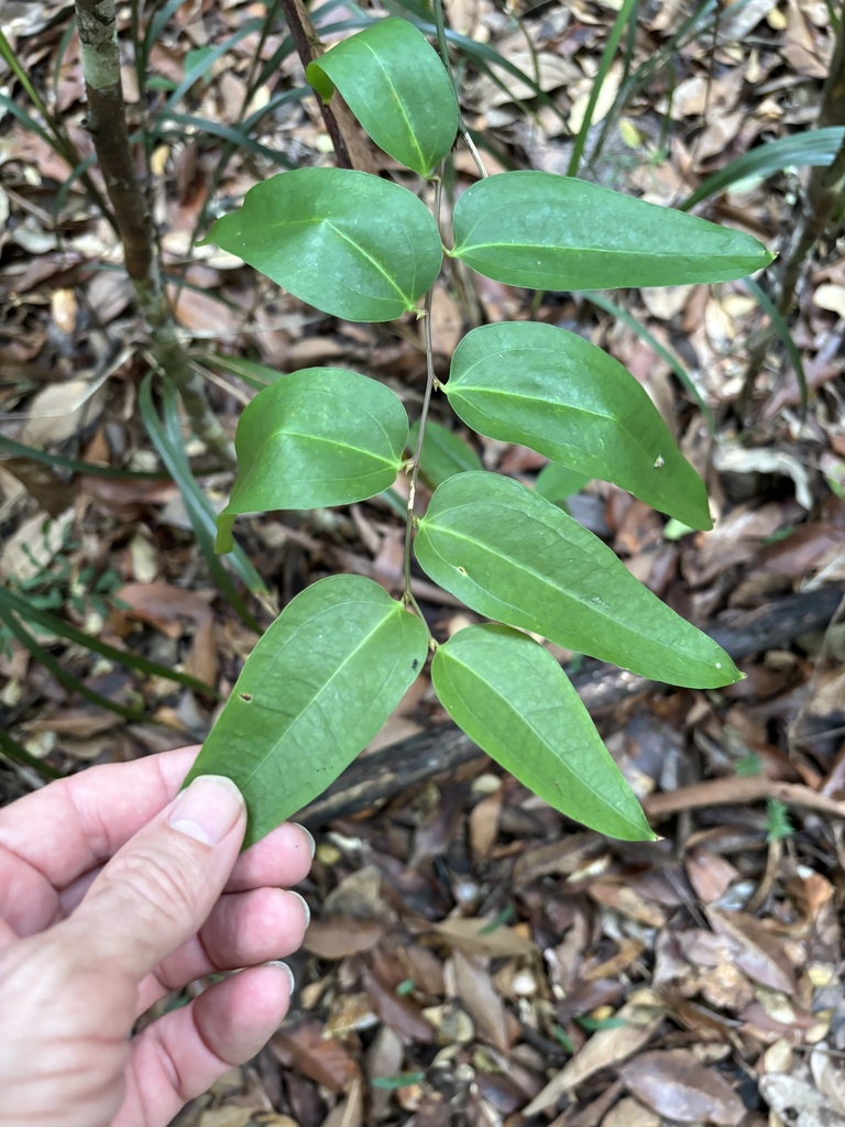 greenbriers from K’gari (Fraser Island) Recreation Area, Eurong, QLD ...
