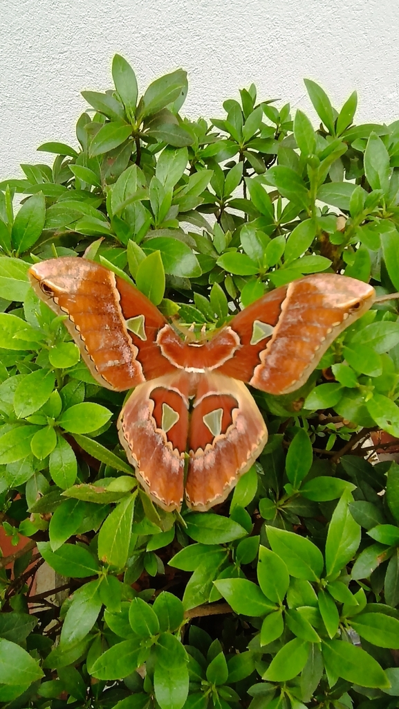 Lebeau's Silk Moth from Choachí, Cundinamarca, Colombia on March 19 ...
