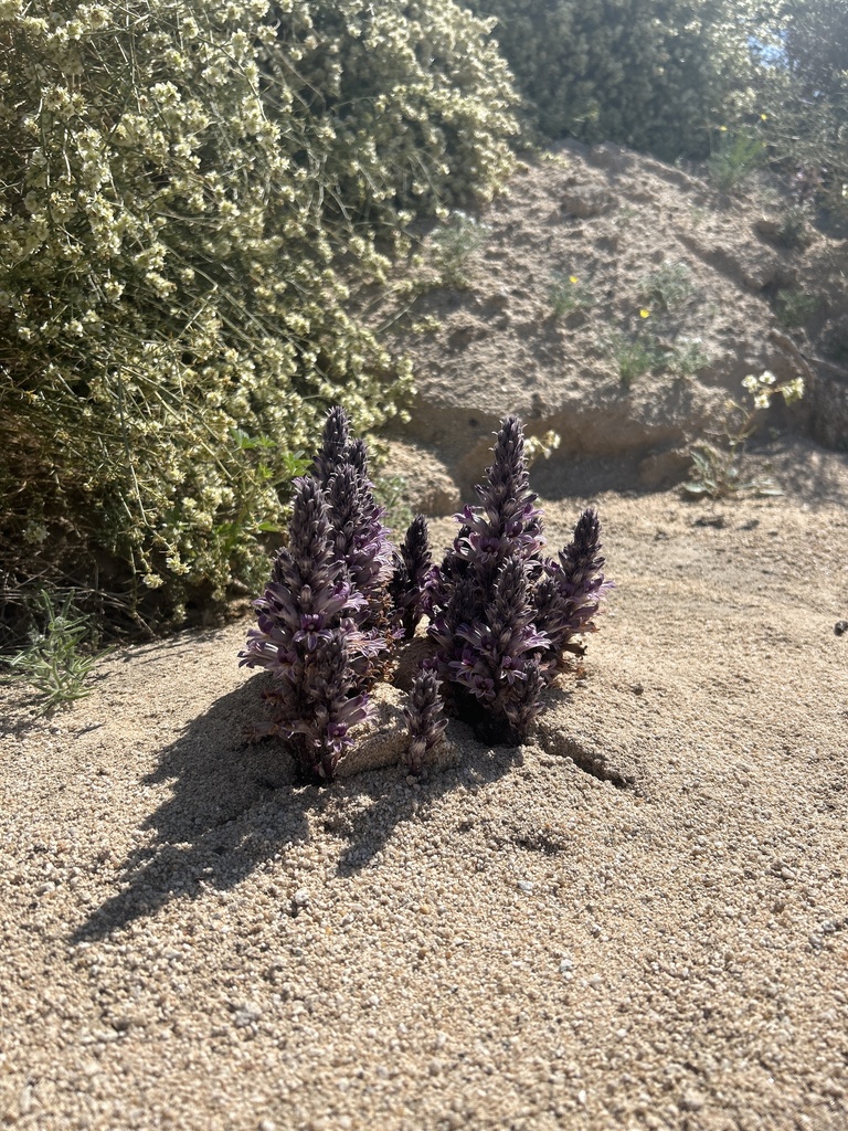 desert broomrape from Rice Rd, Desert Center, CA, US on March 21, 2024 ...