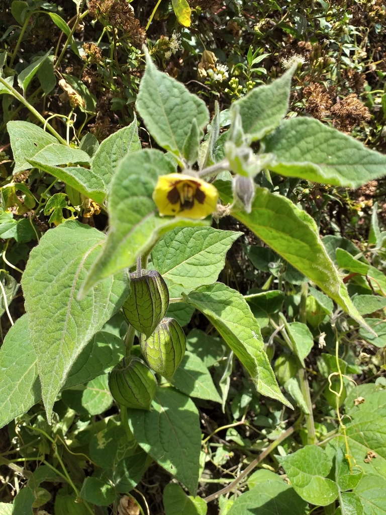 Cape gooseberry from 12700, Perú on April 26, 2019 at 01:23 PM by Helen ...