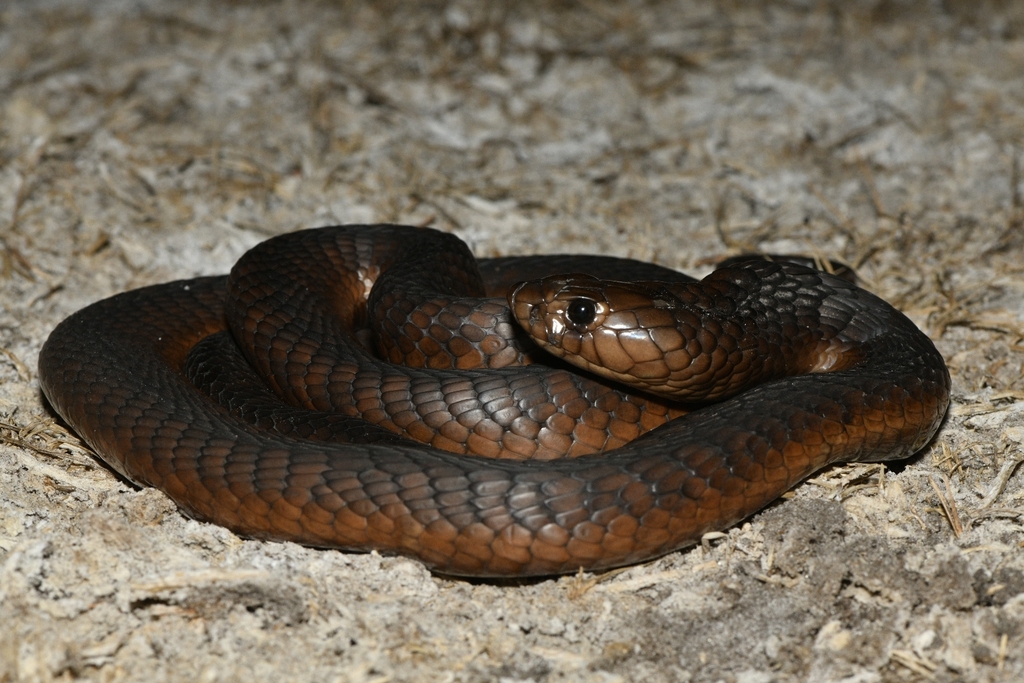 Anchieta's Cobra from Kalabo, Zambia on March 21, 2024 at 07:18 PM by ...