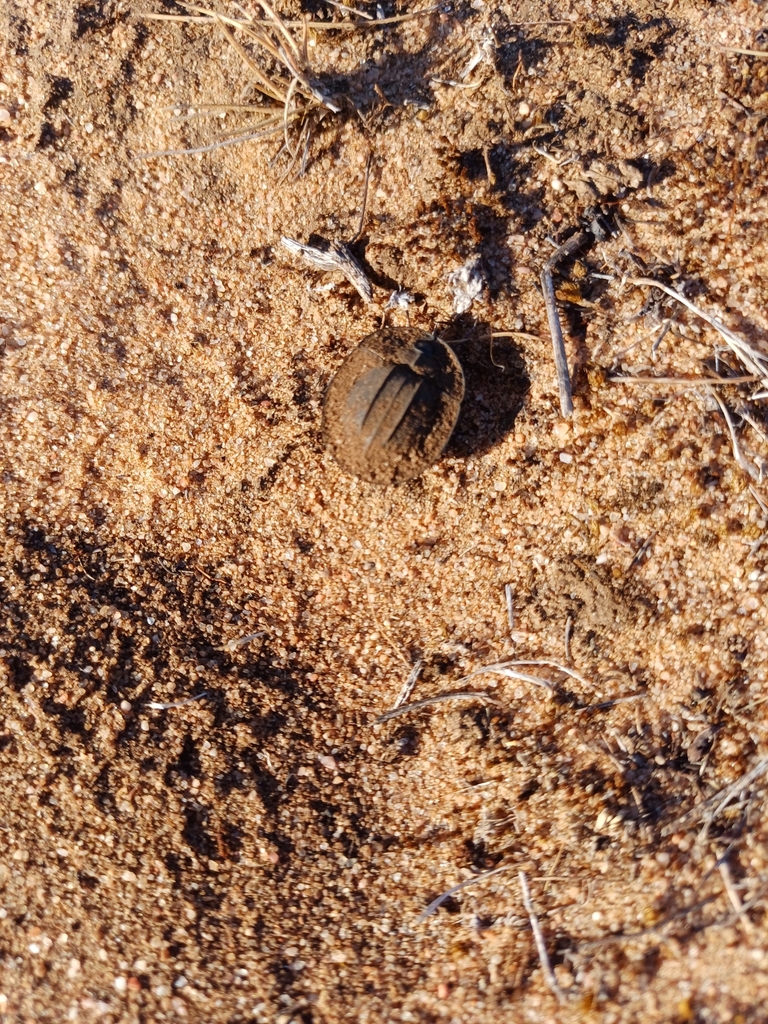 Pie-dish Beetles from Patchewollock VIC 3491, Australia on March 23 ...
