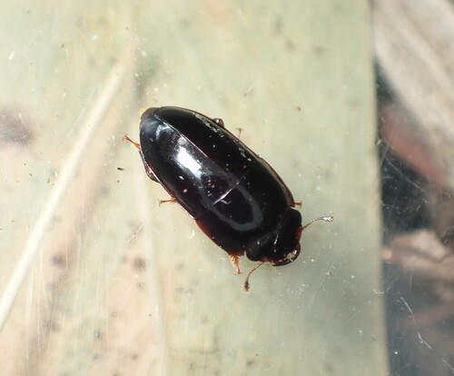 Cryptarcha lawrencei · iNaturalist