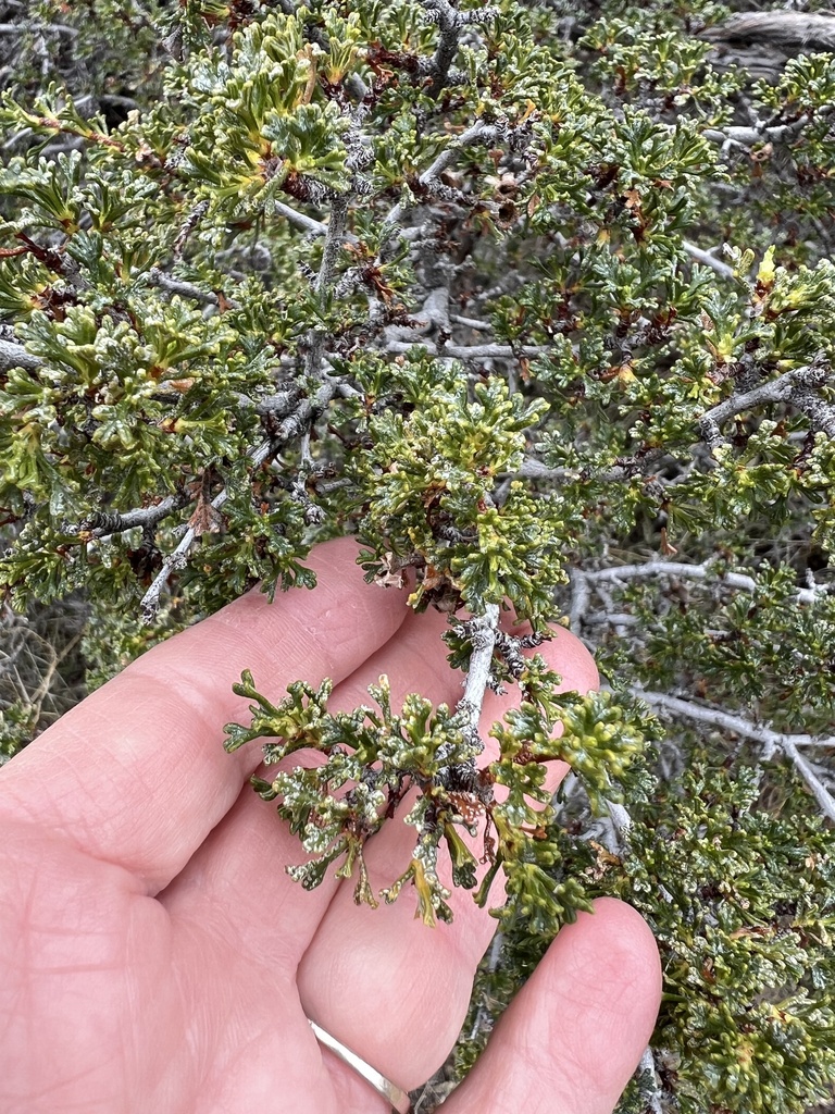 desert bitterbrush from Santa Rosa and San Jacinto Mountains National ...