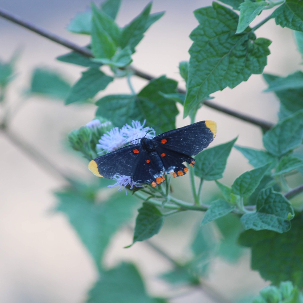 Red-bordered Pixie from Mission, TX, USA on January 22, 2019 at 07:00 ...