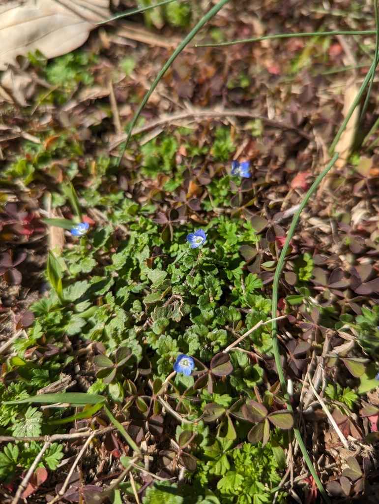 Grey Field-speedwell from Chester, VA 23836, USA on 19 March, 2024 at ...