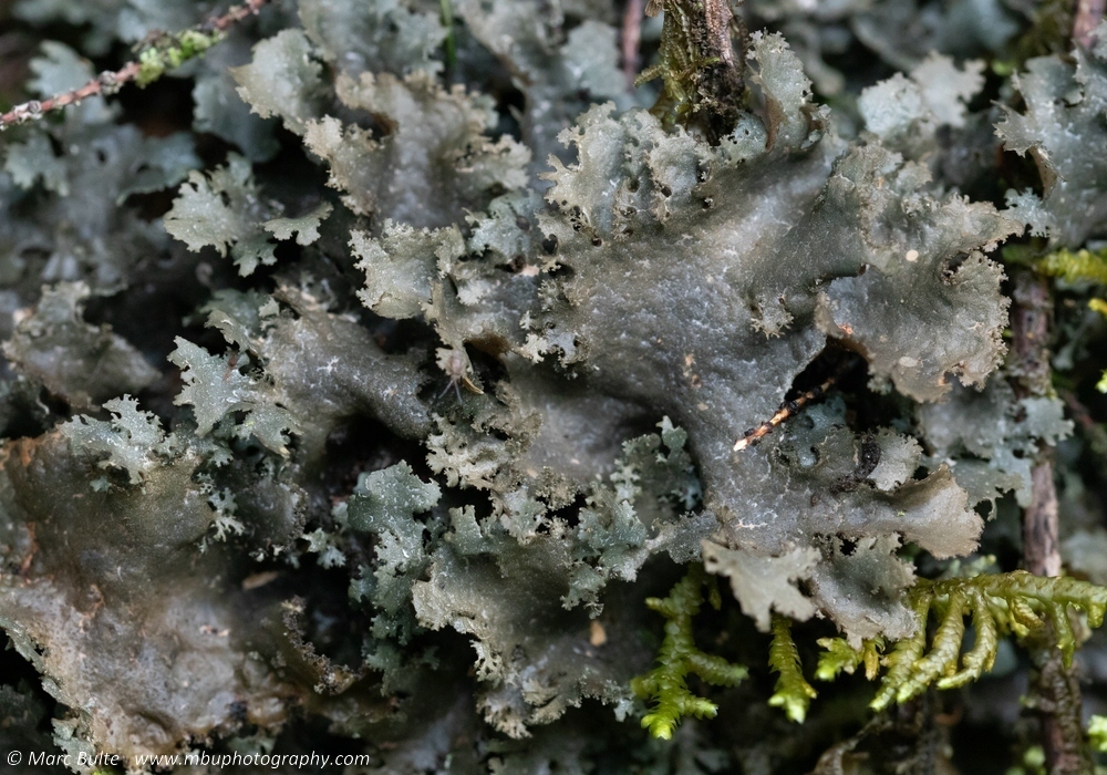 Sticta canariensis from Afur, Santa Cruz de Tenerife, Spain on February ...