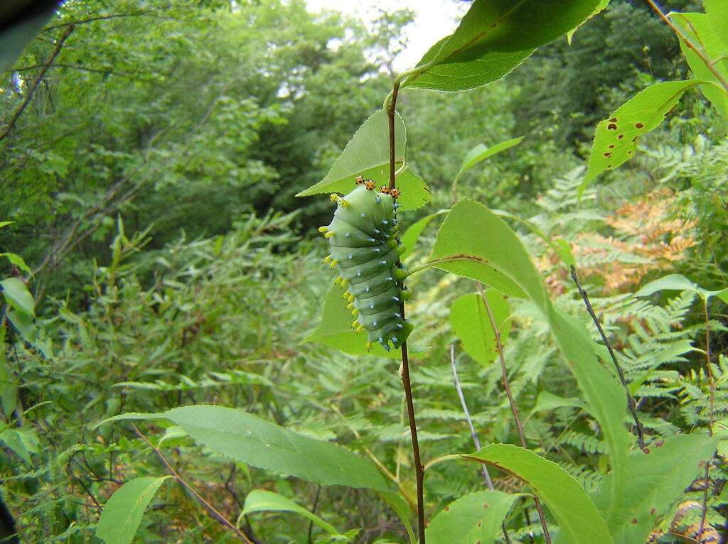 Cecropia Moth from Queen Elizabeth II Wildlands Provincial Park ...