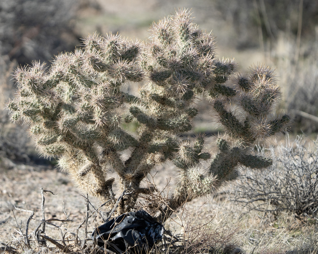 Silver Cholla from San Bernardino County, CA, USA on March 19, 2024 at ...
