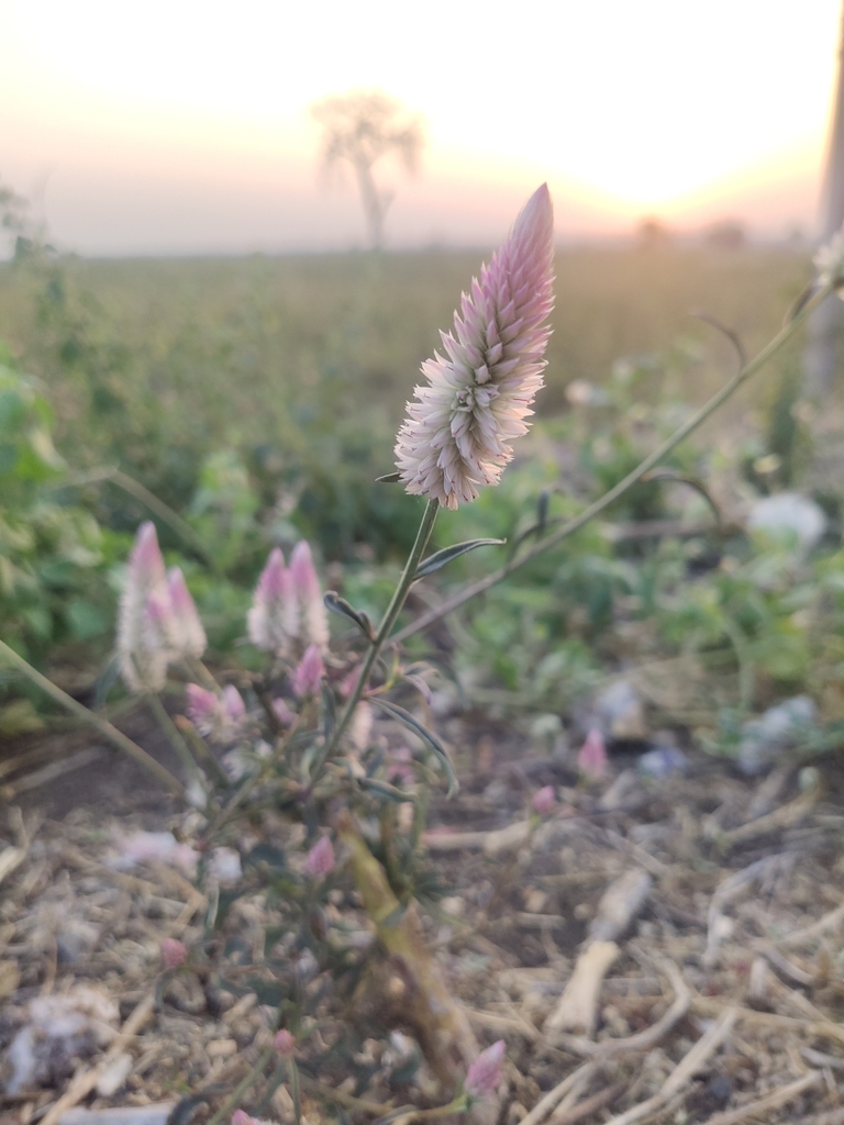 Quail Grass from Daryapur, Maharashtra, India on March 23, 2024 at 06: ...