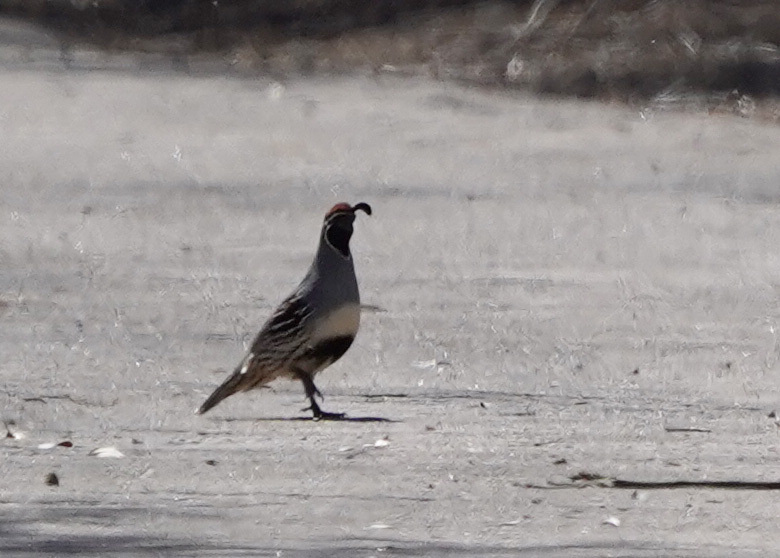Gambel's Quail from Pittmann, Henderson, NV, USA on March 19, 2024 at ...