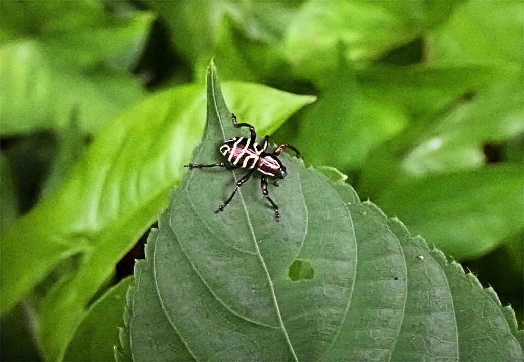 Pachyrhynchus speciosus from Paranas, Samar, Philippines on March 9 ...