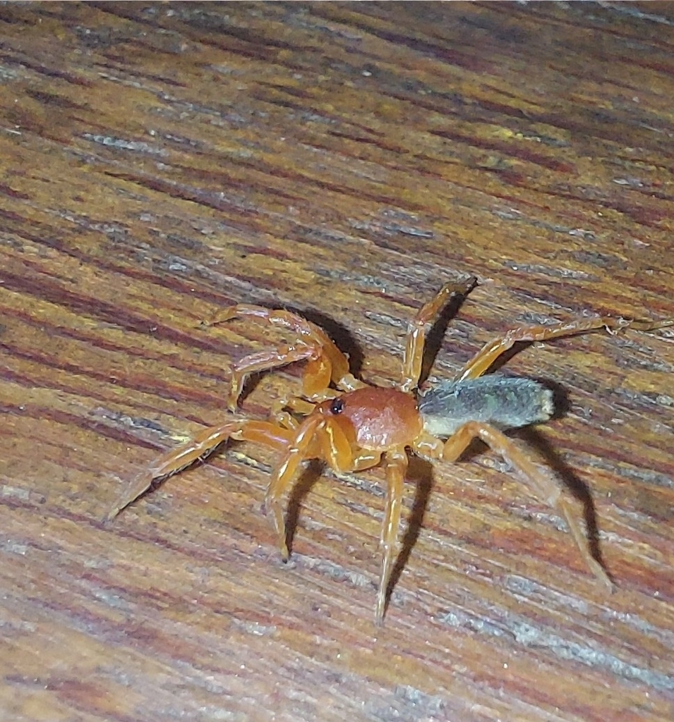 Nops from HVQR+CC - Limoeiro, Castelo - ES, 29360-000, Brasil on March ...