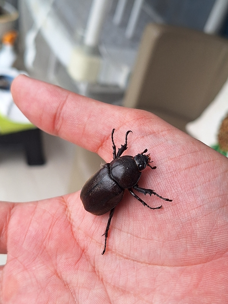 Xylotrupes pauliani from Tampines, Singapore on January 1, 2024 at 11: ...
