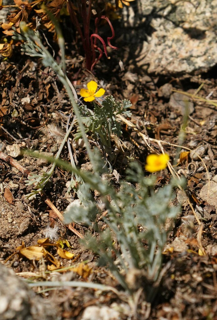 Little Gold Poppy from San Bernardino County, CA, USA on March 20, 2024 ...