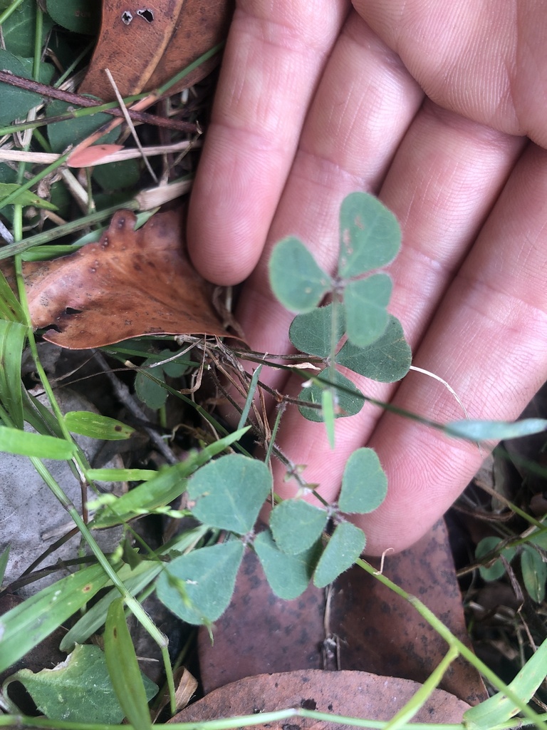 Pullenia gunnii from Nymboida, NSW, AU on March 23, 2024 at 02:00 PM by ...