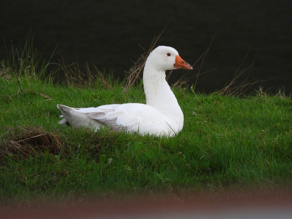 Domestic Greylag Goose from Naselle, WA 98638, USA on March 22, 2024 at ...