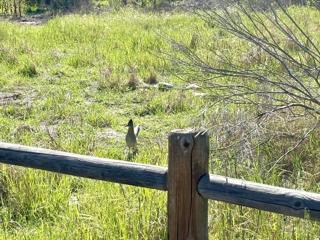 Greater Roadrunner from Canyonside Park Driveway, San Diego, CA, US on March 21, 2024 at 03:29 ...