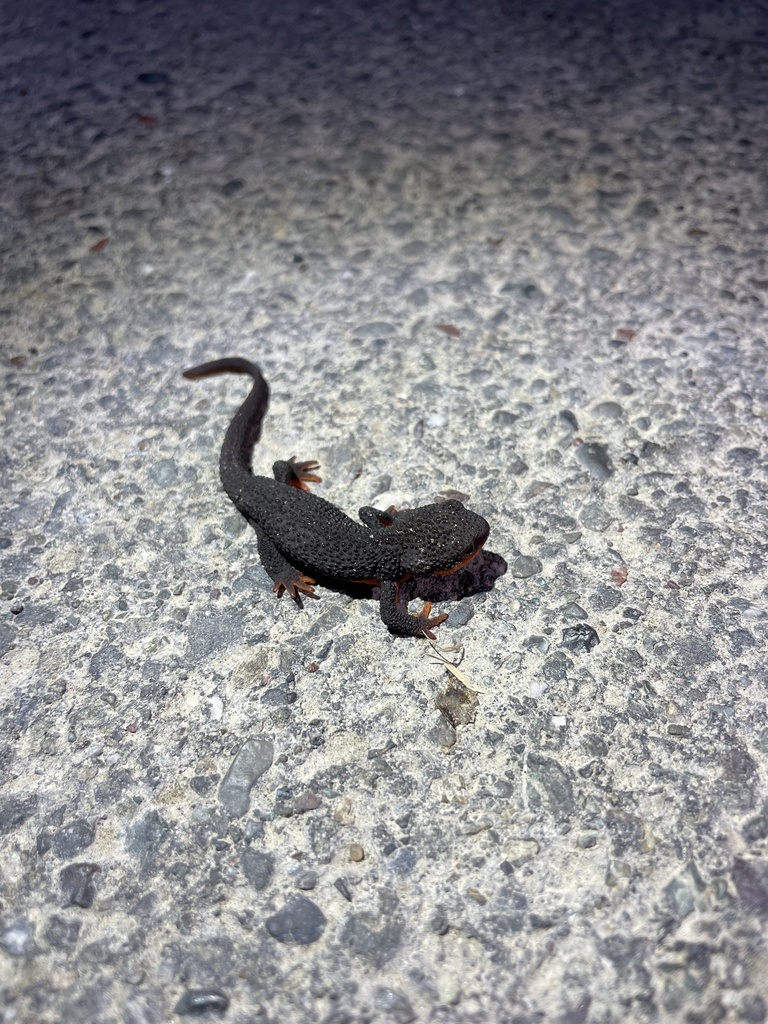 Rough-skinned Newt in March 2024 by Emmitt 43 · iNaturalist