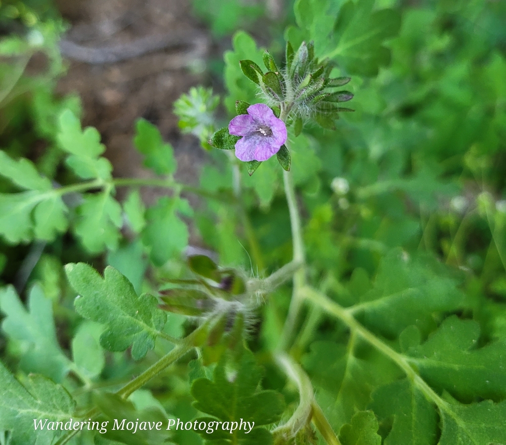 Hiddenflower Phacelia from Riverside County, CA, USA on March 22, 2024 at 11:47 AM by Travis ...