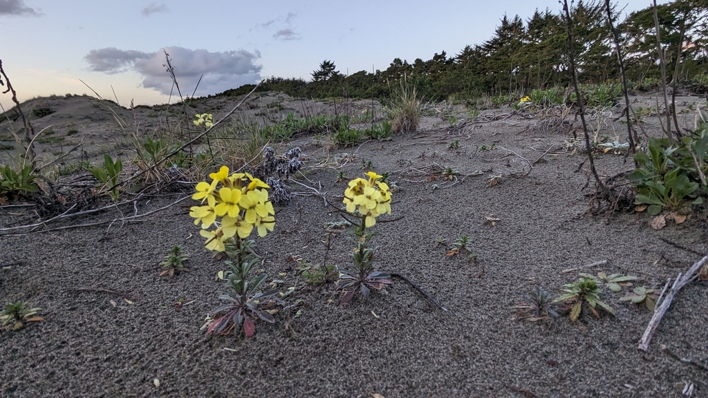 Humboldt Bay Wallflower in March 2024 by Hazel Platt · iNaturalist