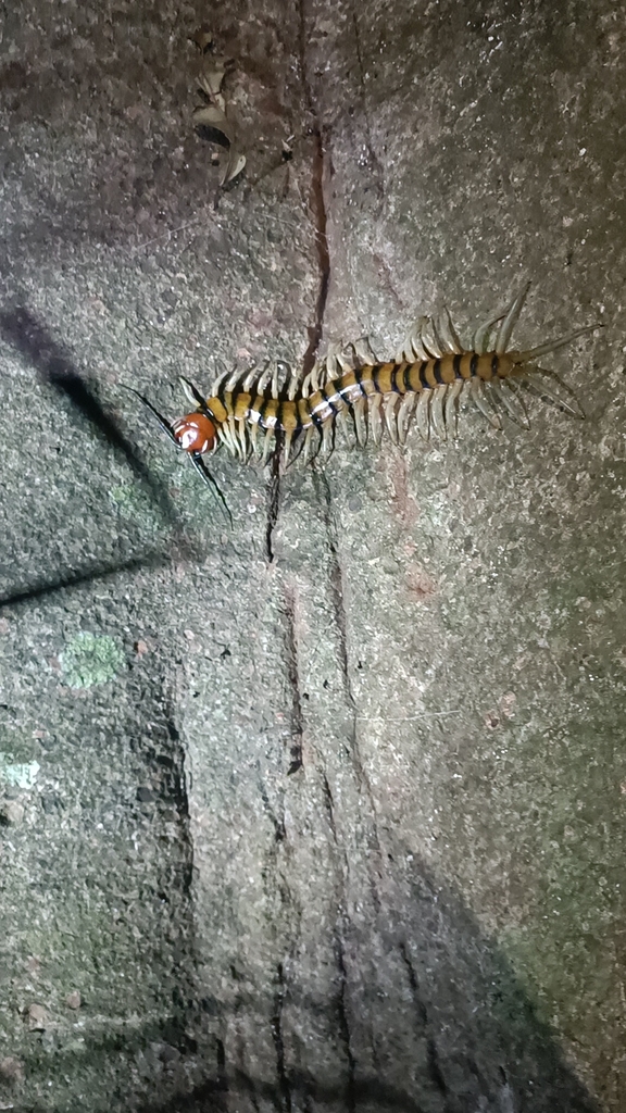 Giant Centipedes from G5V9+CJ, Kampung Chengkau Ulu, 71350 Kota, Negeri ...