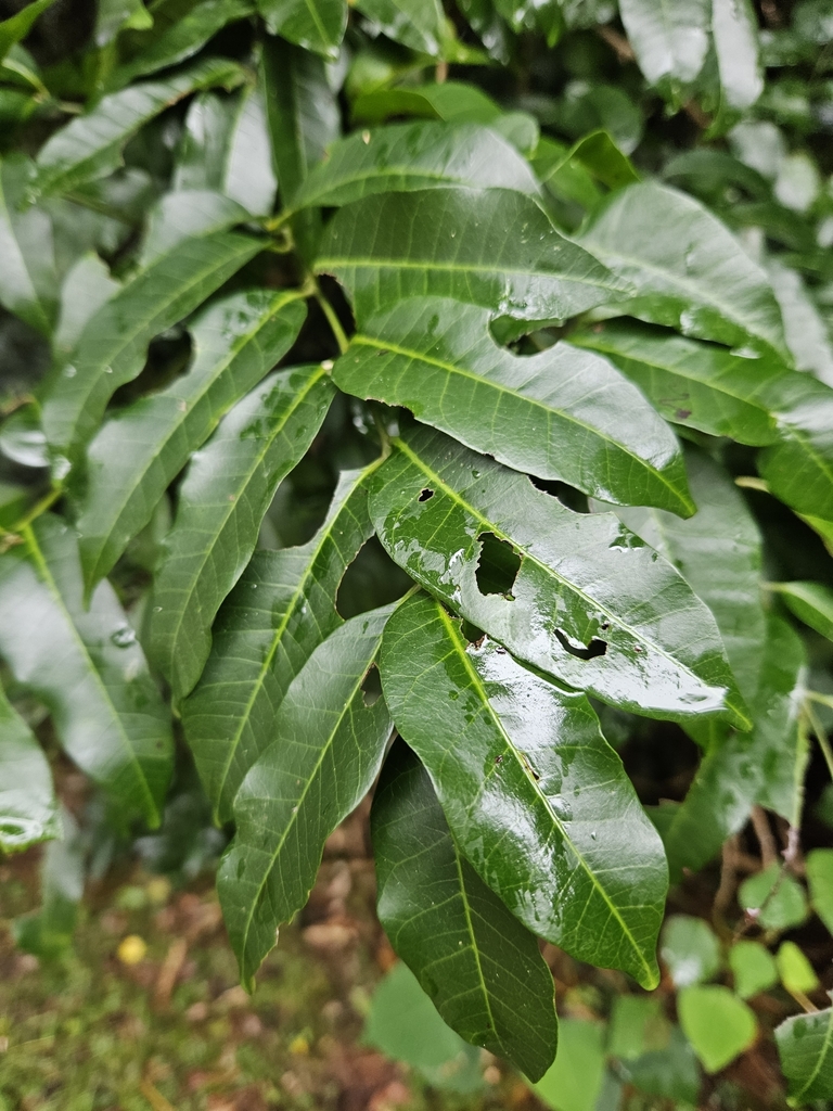 deep yellow wood from Tamborine Mountain QLD 4272, Australia on March ...