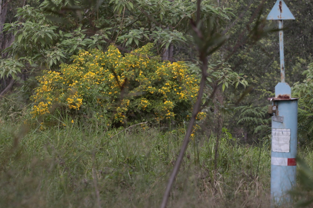 Christmas Senna from Sydney NSW, Australia on March 23, 2024 at 02:57 ...