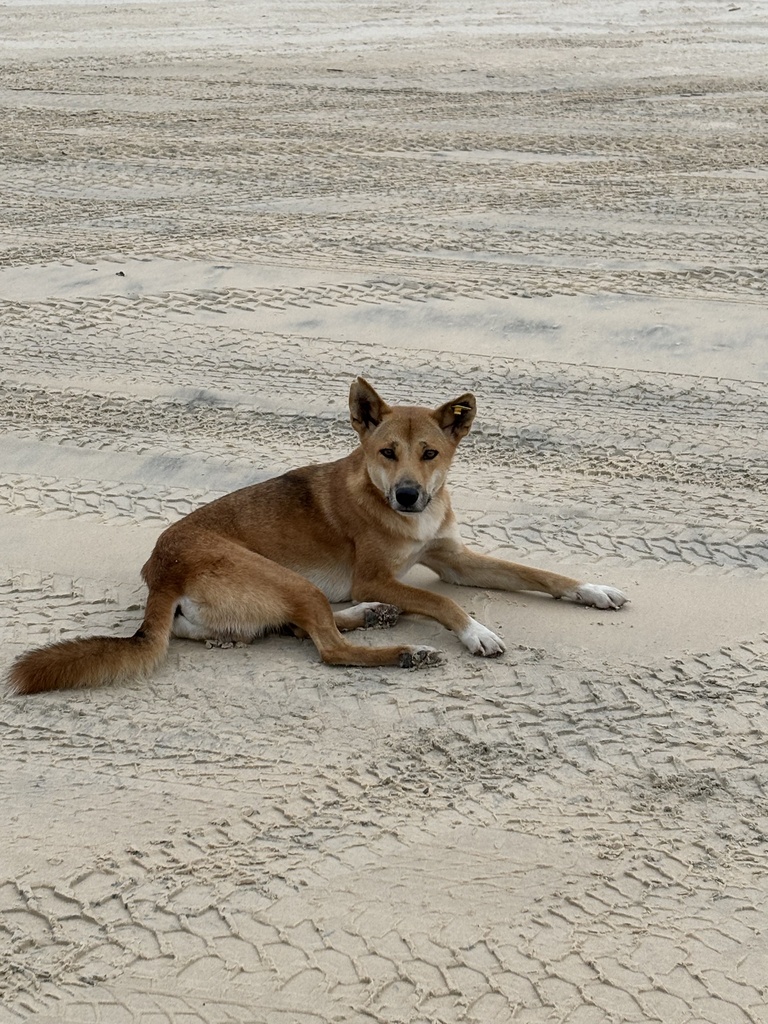 Dingo from K’gari (Fraser Island) Recreation Area, Eurong, QLD, AU on ...