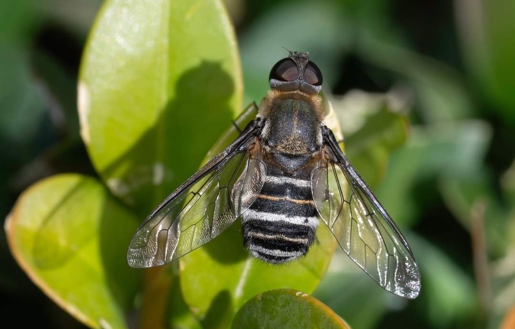 banded bee flies from Samuel Gadd Centre 71 Napoleon Crs, White Hills ...
