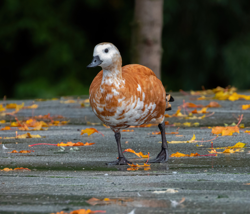 Ruddy Shelduck from Северный административный округ, Москва, Россия on ...