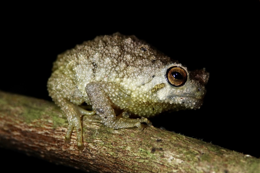 Krefft's Warty Frog from Korogwe, TZ on March 20, 2024 at 08:45 PM by ...