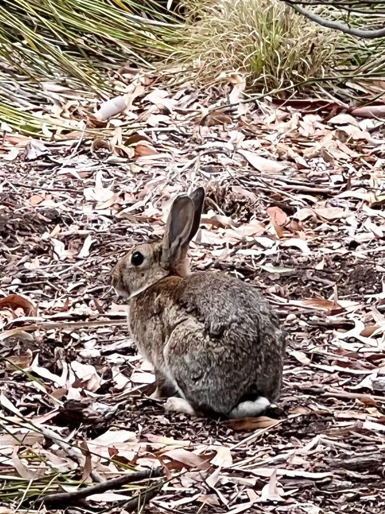 European Rabbit from Braeside Park, Braeside, VIC, AU on March 23, 2024 ...