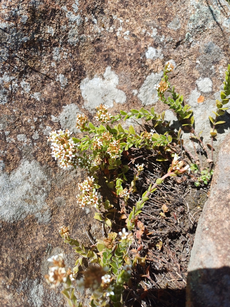 Crassula obovata from Impendle, South Africa on March 23, 2024 at 11:23 ...