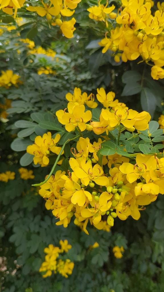 Christmas Senna from Port Macquarie NSW 2444, Australia on March 23 ...