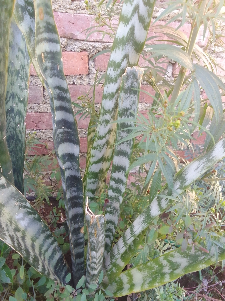 Snake Plant from C6Q8+36X, Arani, Bolivia on March 23, 2024 at 08:18 AM ...