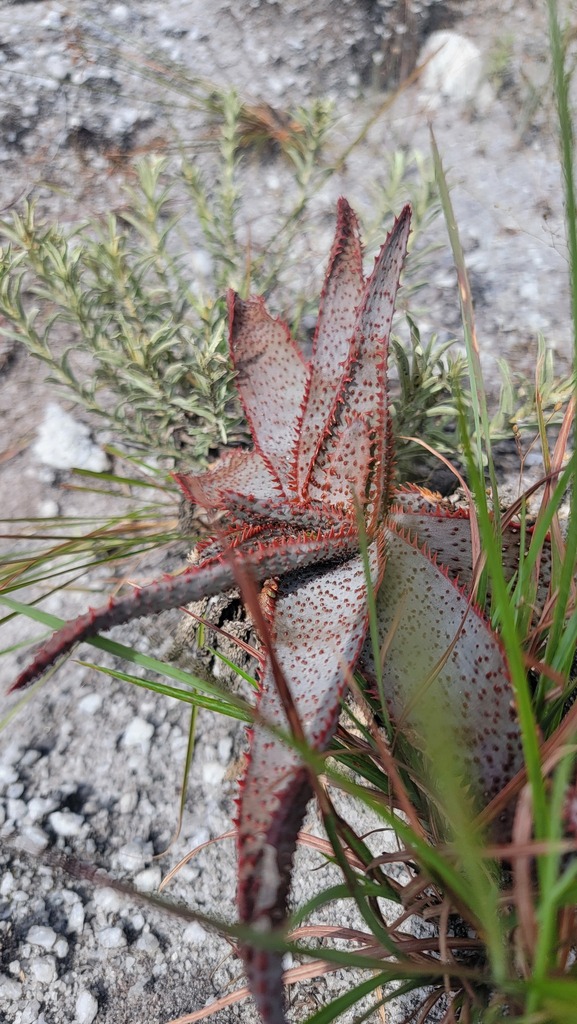 Aloe capitata quartziticola from Ivohibe, Madagascar on March 20, 2024 ...