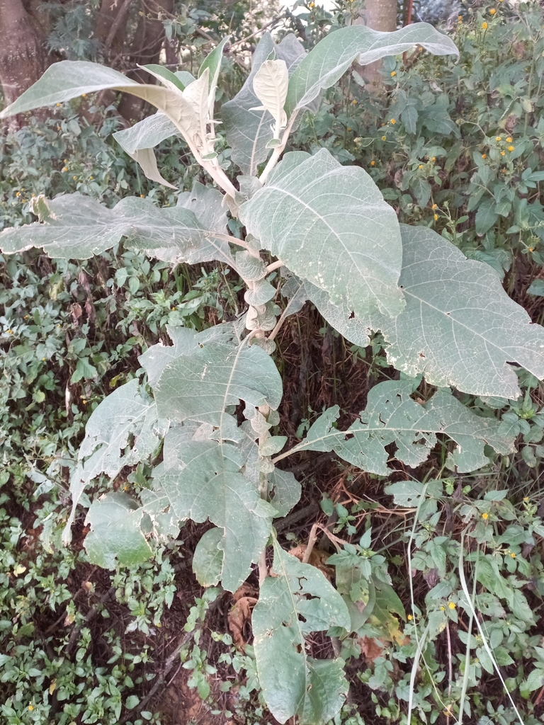 bugweed from Mpofana Local Municipality, South Africa on March 22, 2024 ...