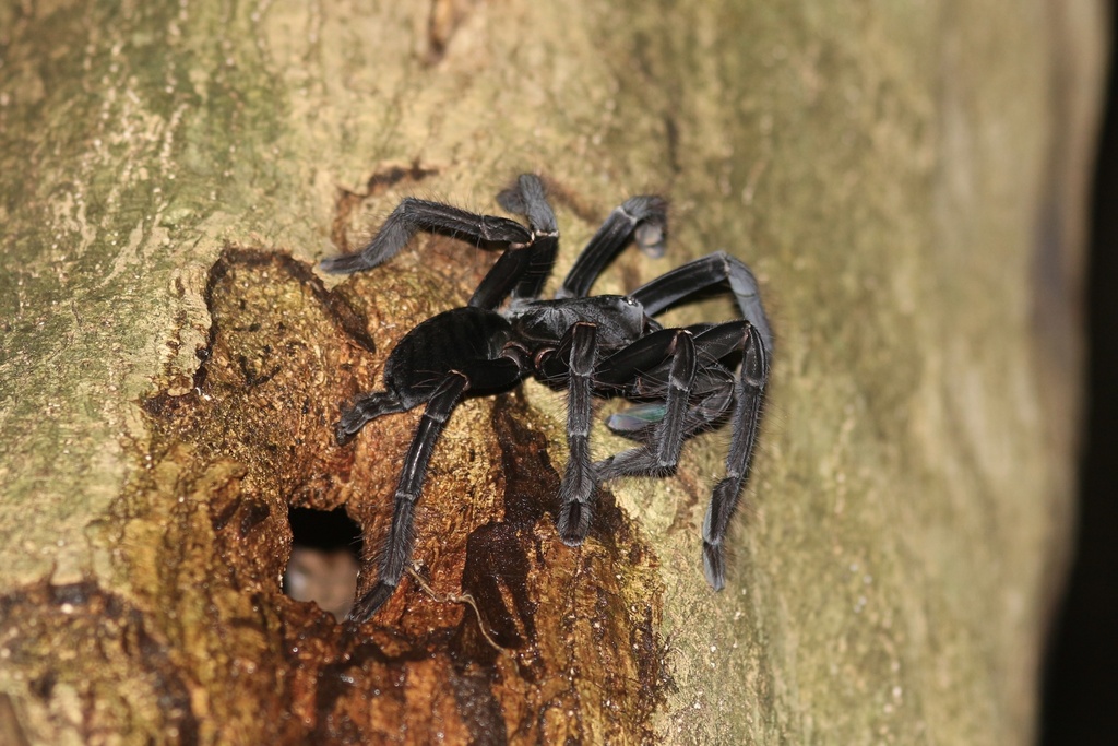 Sulawesi Black Tarantula from Tangkoko Batuangus Nature Reserve, Bitung ...