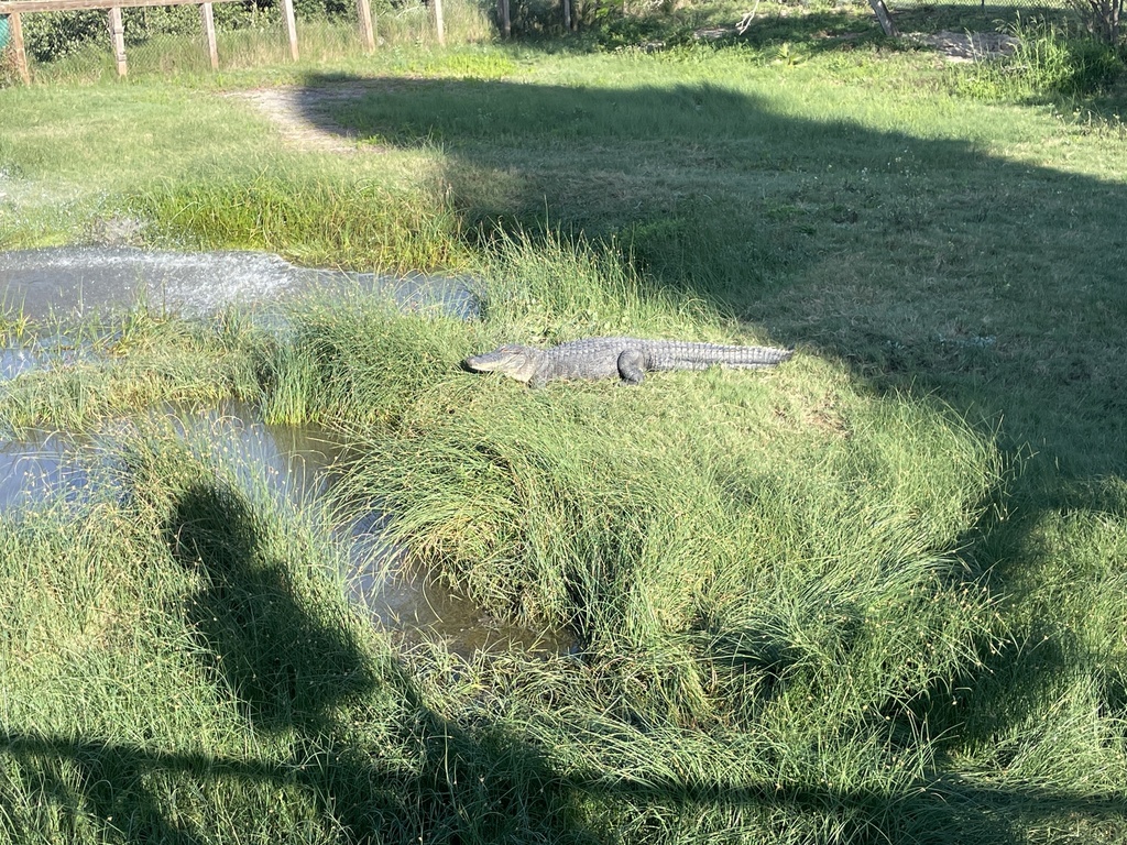 American Alligator from South Padre Island, South Padre Island, TX, US ...
