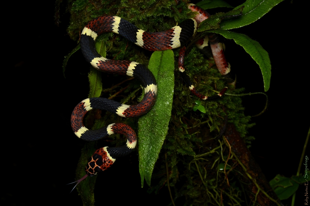 False Tree Coral from Limón, Costa Rica on October 12, 2018 at 09:57 AM ...