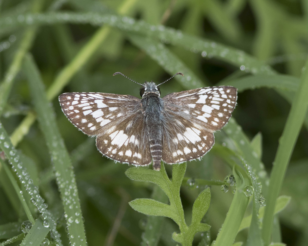 Common Checkered-Skipper and Allies from Southside, San Antonio, TX ...