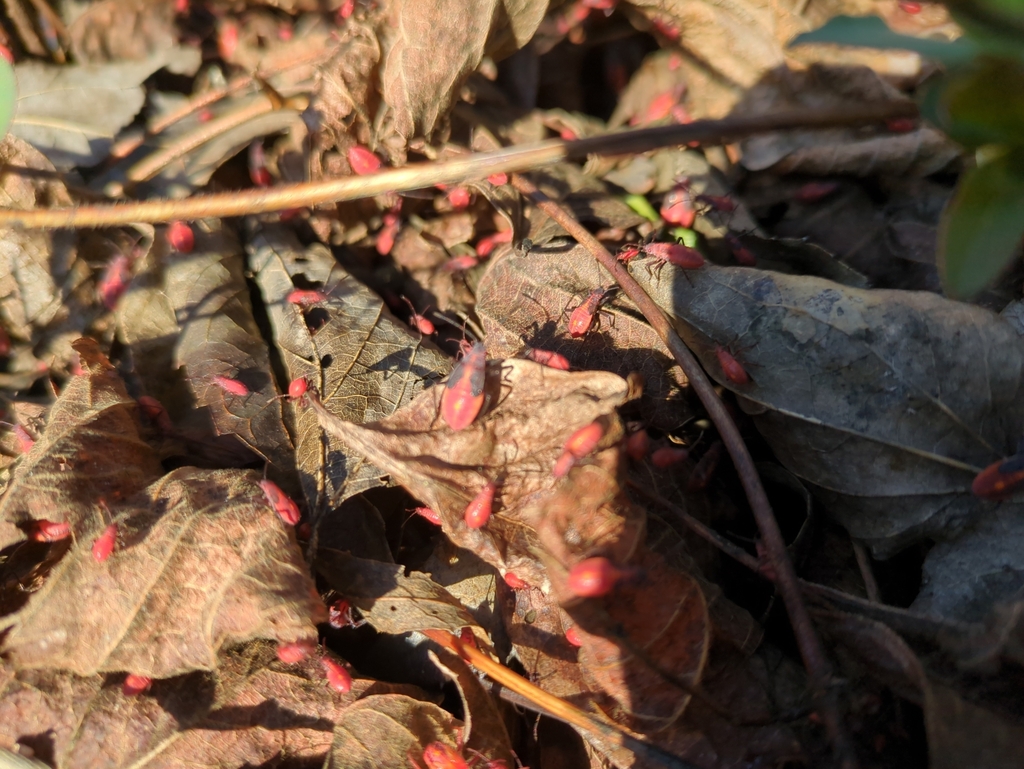 Eastern Boxelder Bug from Sand Ridge, Birmingham, AL, USA on December ...