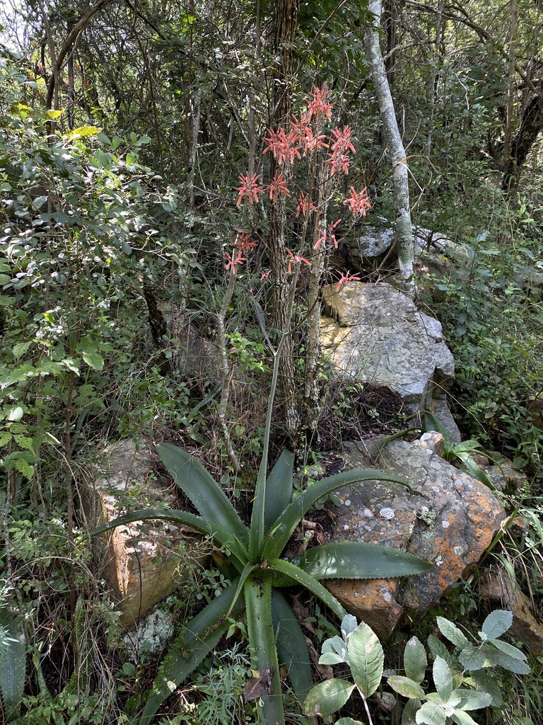 Dyer's Spotted Aloe in March 2024 by Carel Fourie · iNaturalist