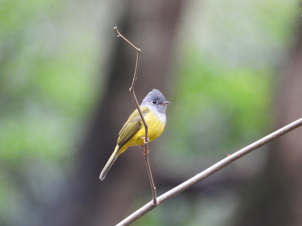 Grey-headed Canary-Flycatcher from Kirtipur 44600, Nepal on March 23 ...