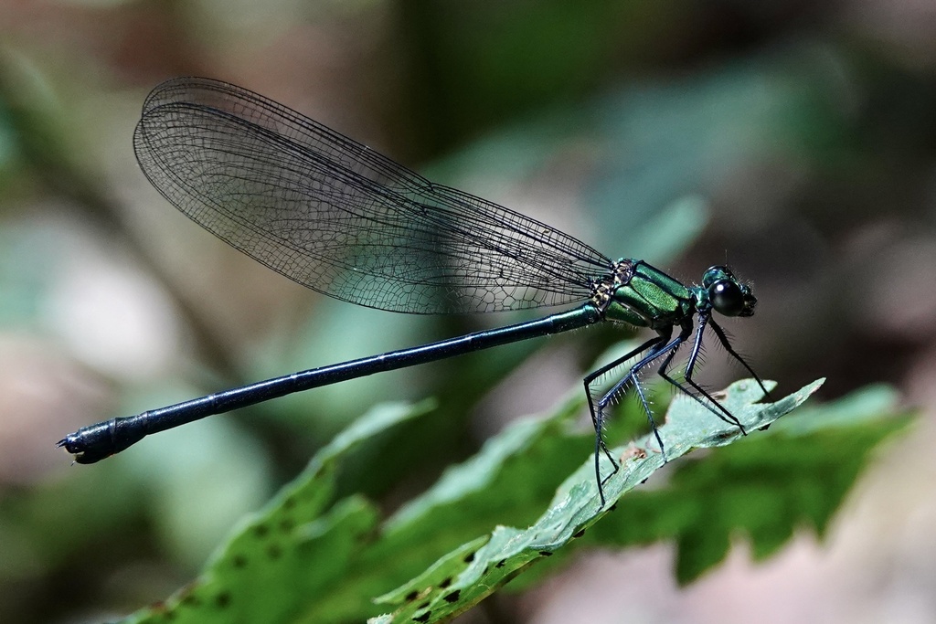 Green-banded Sparklewing in March 2024 by donchelu · iNaturalist